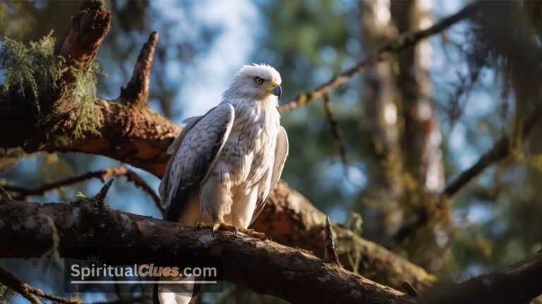 White Hawk Spiritual Meaning: The Sky's Sacred Messenger ...