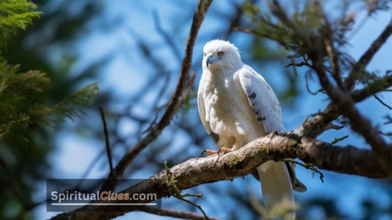 White Hawk Spiritual Meaning: The Sky's Sacred Messenger ...